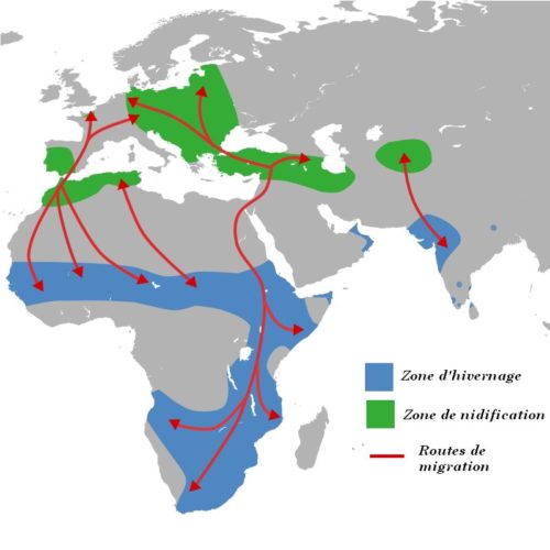 Migration | La Sauvetat du Dropt